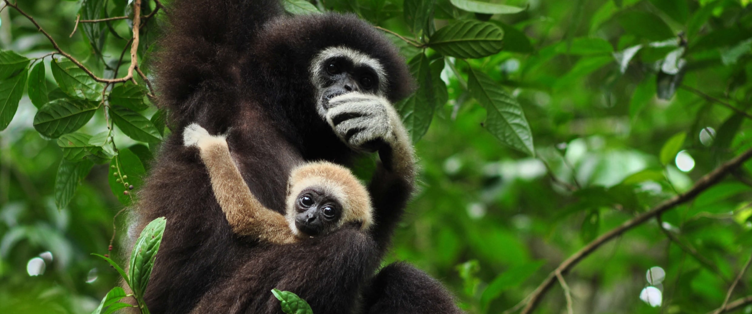 Comprehensive Guide Highlights Gibbon Conservation